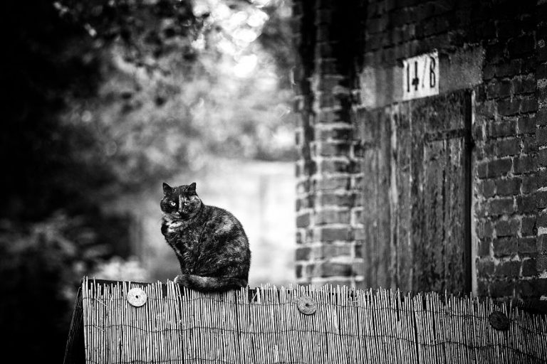 Photographer Sabrina Boem Beautifully Captured The Monorail Cats ...