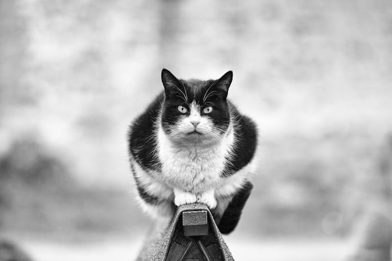 Photographer Sabrina Boem Beautifully Captured The Monorail Cats ...