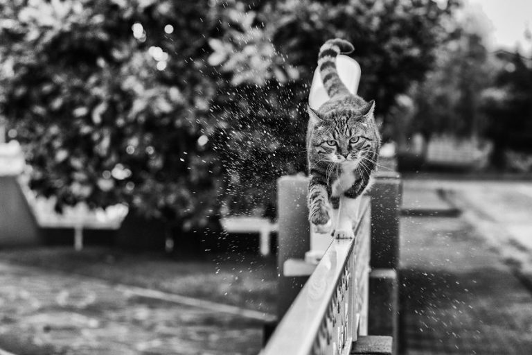 Photographer Sabrina Boem Beautifully Captured The Monorail Cats ...