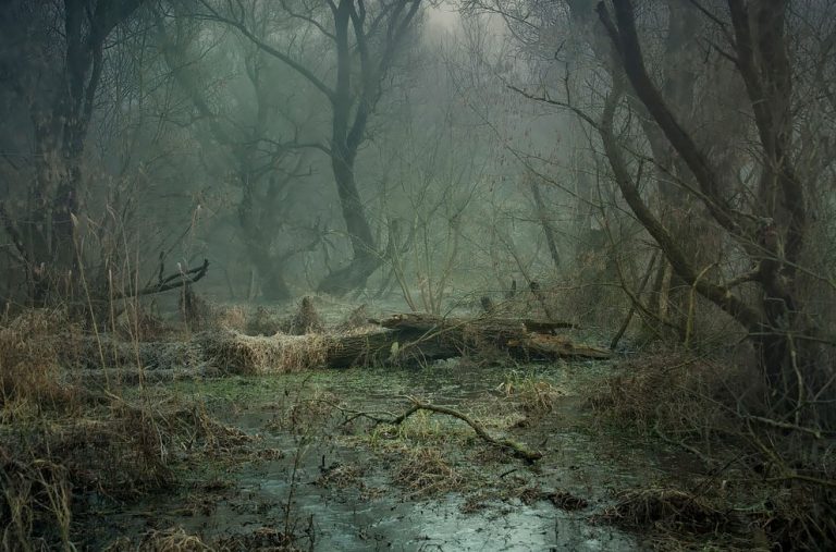 This Hidden Chilling Forest Path Looks Like A Trail To Mordor » Design ...