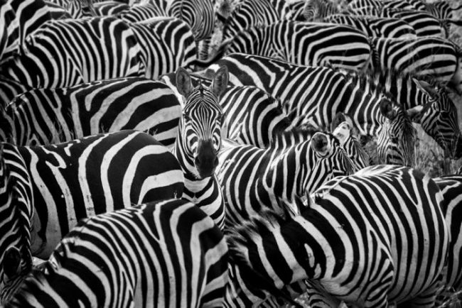 Artist Imagines The Secret Life Of Wild Animals When No One‘s Watching ...