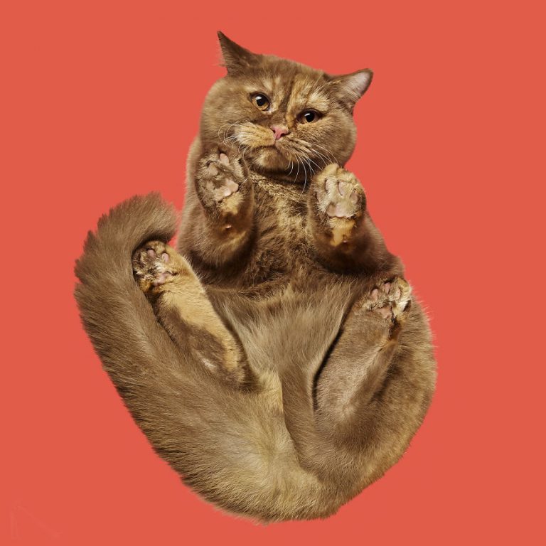 “Under-Cats”: Photographer Andrius Burba Captures Photos Of Cats From ...