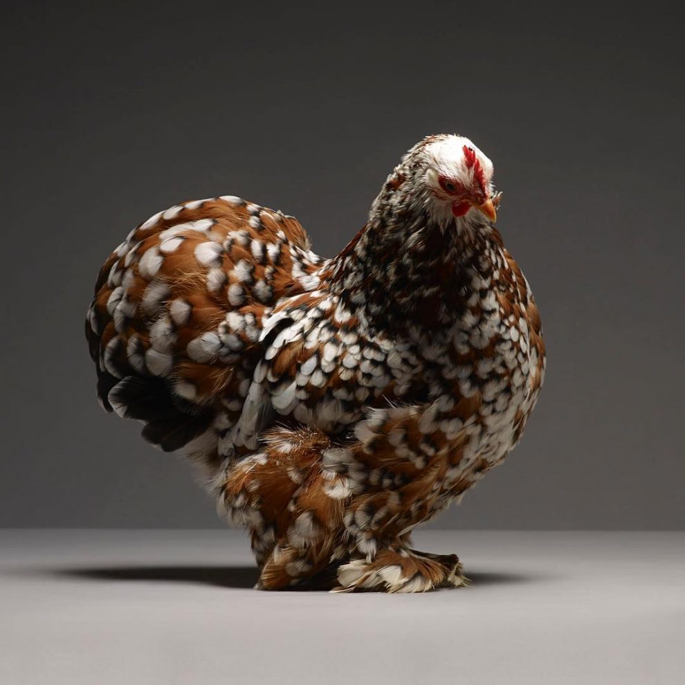 Photographer Documents Chickens, And They All Look Like Supermodels ...