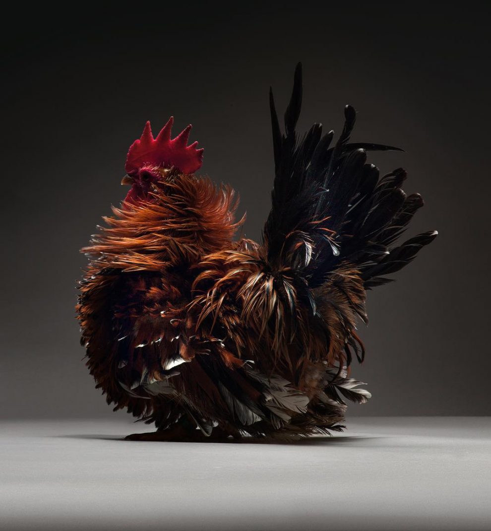 Photographer Documents Chickens, And They All Look Like Supermodels ...