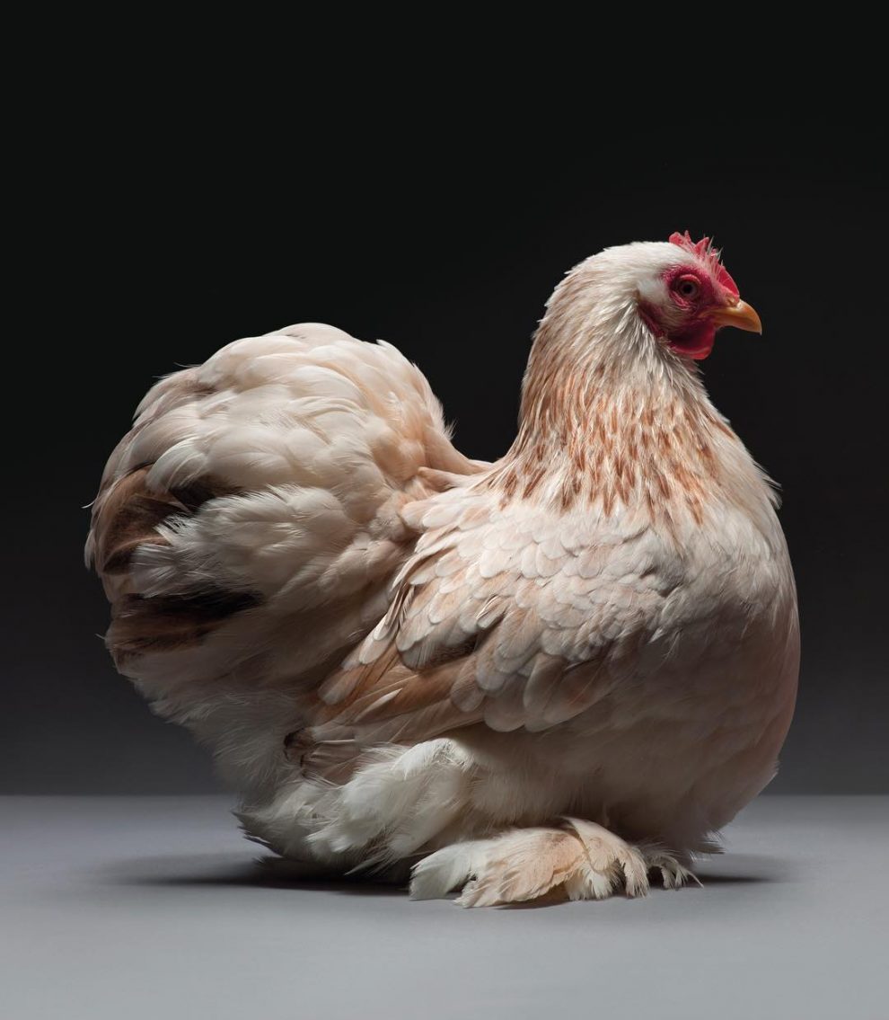 Photographer Documents Chickens, And They All Look Like Supermodels ...