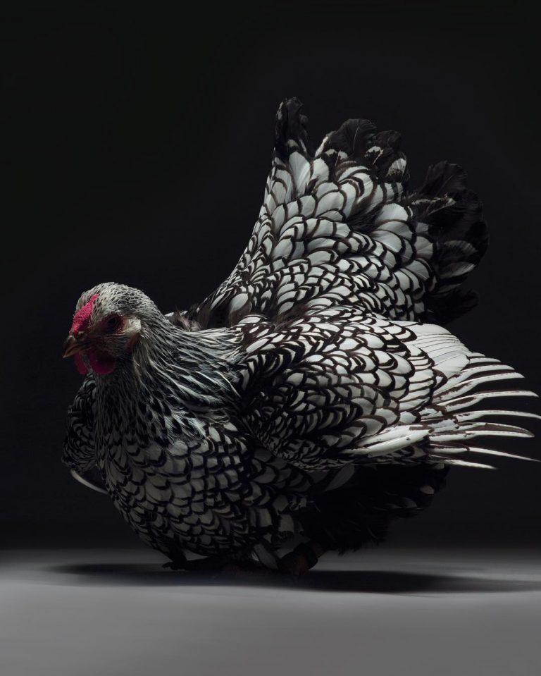 Photographer Documents Chickens, And They All Look Like Supermodels ...