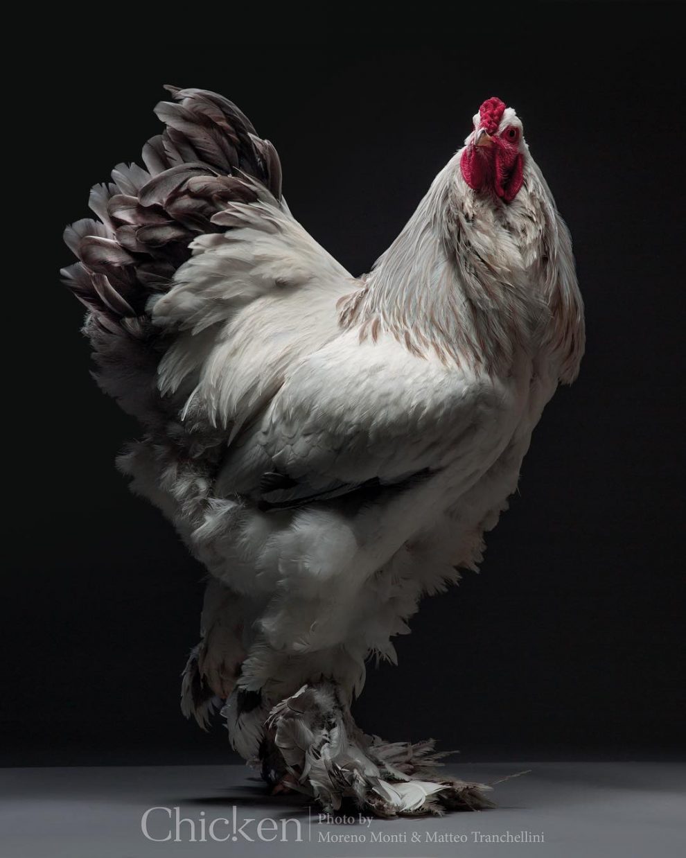 Photographer Documents Chickens, And They All Look Like Supermodels ...
