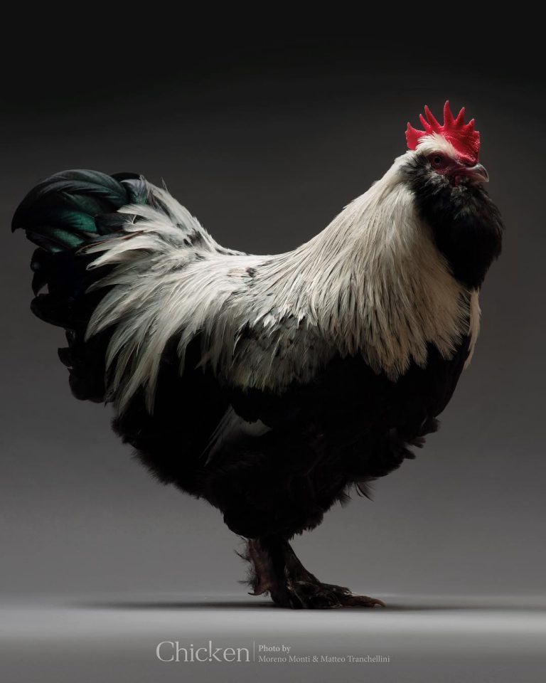 Photographer Documents Chickens, And They All Look Like Supermodels ...