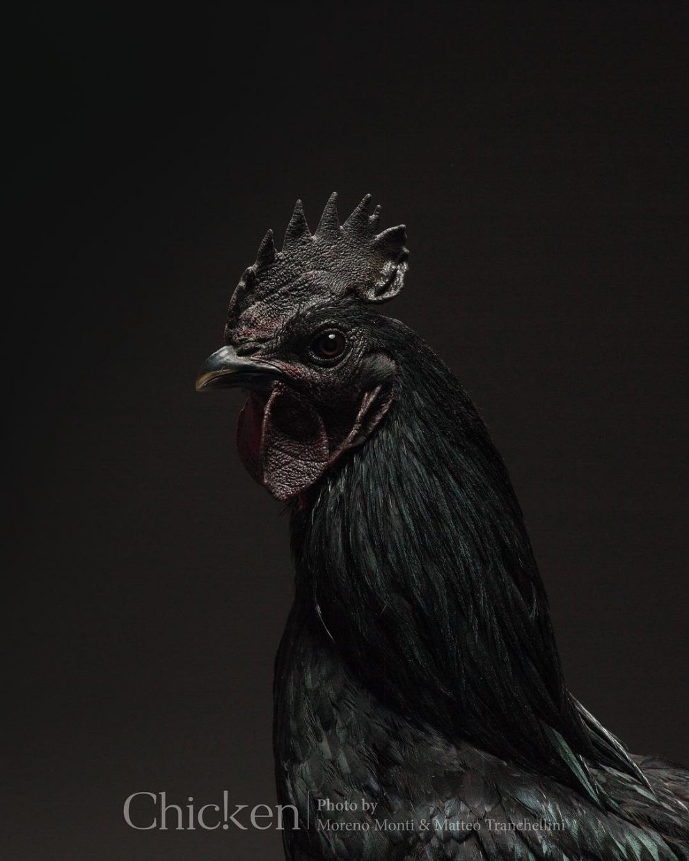 Photographer Documents Chickens, And They All Look Like Supermodels ...
