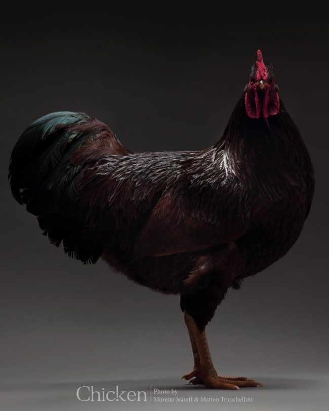 Photographer Documents Chickens, And They All Look Like Supermodels ...