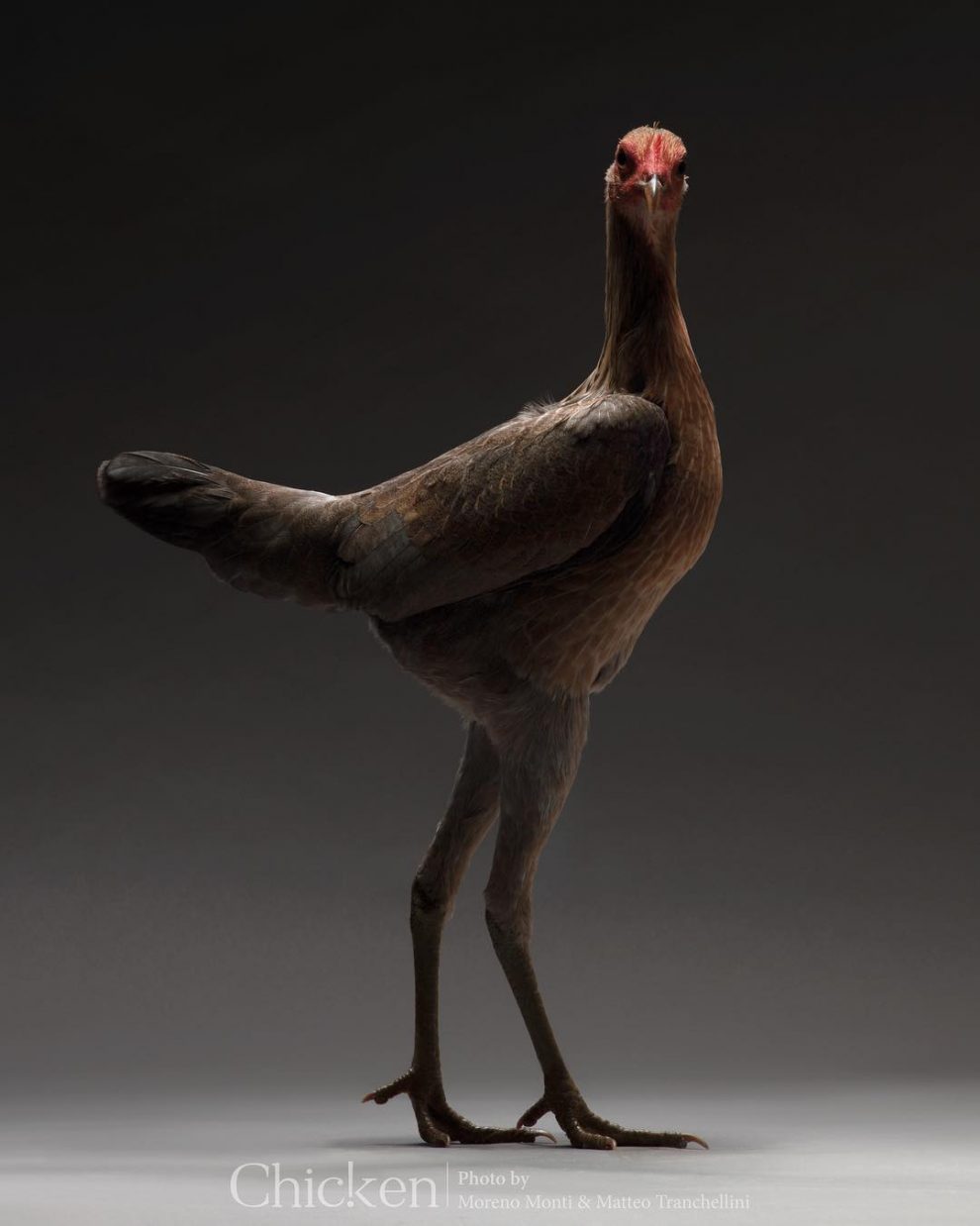 Photographer Documents Chickens, And They All Look Like Supermodels ...