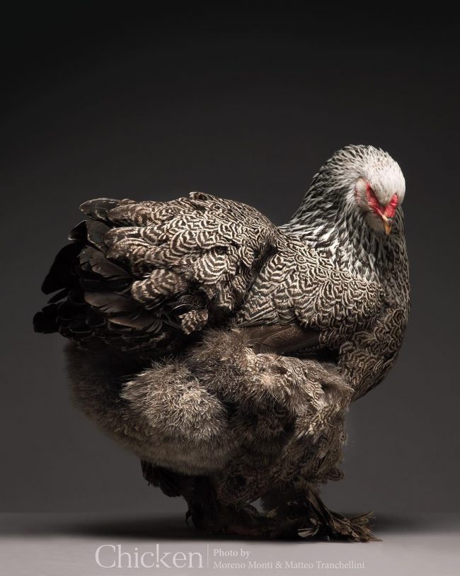 Photographer Documents Chickens, And They All Look Like Supermodels ...