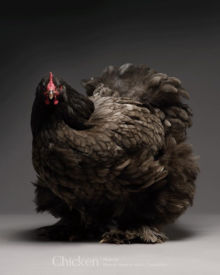 Photographer Documents Chickens, And They All Look Like Supermodels ...