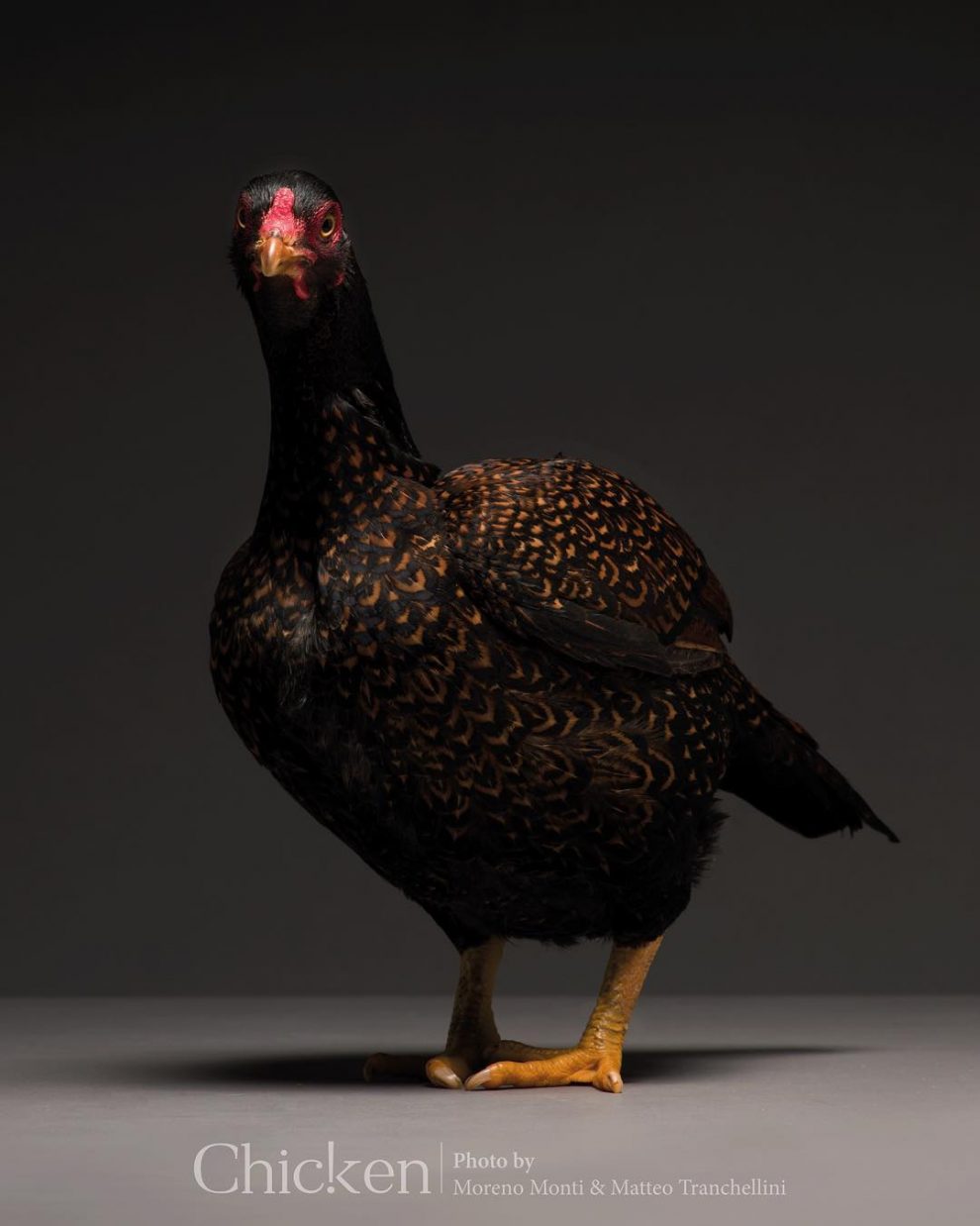 Photographer Documents Chickens, And They All Look Like Supermodels ...