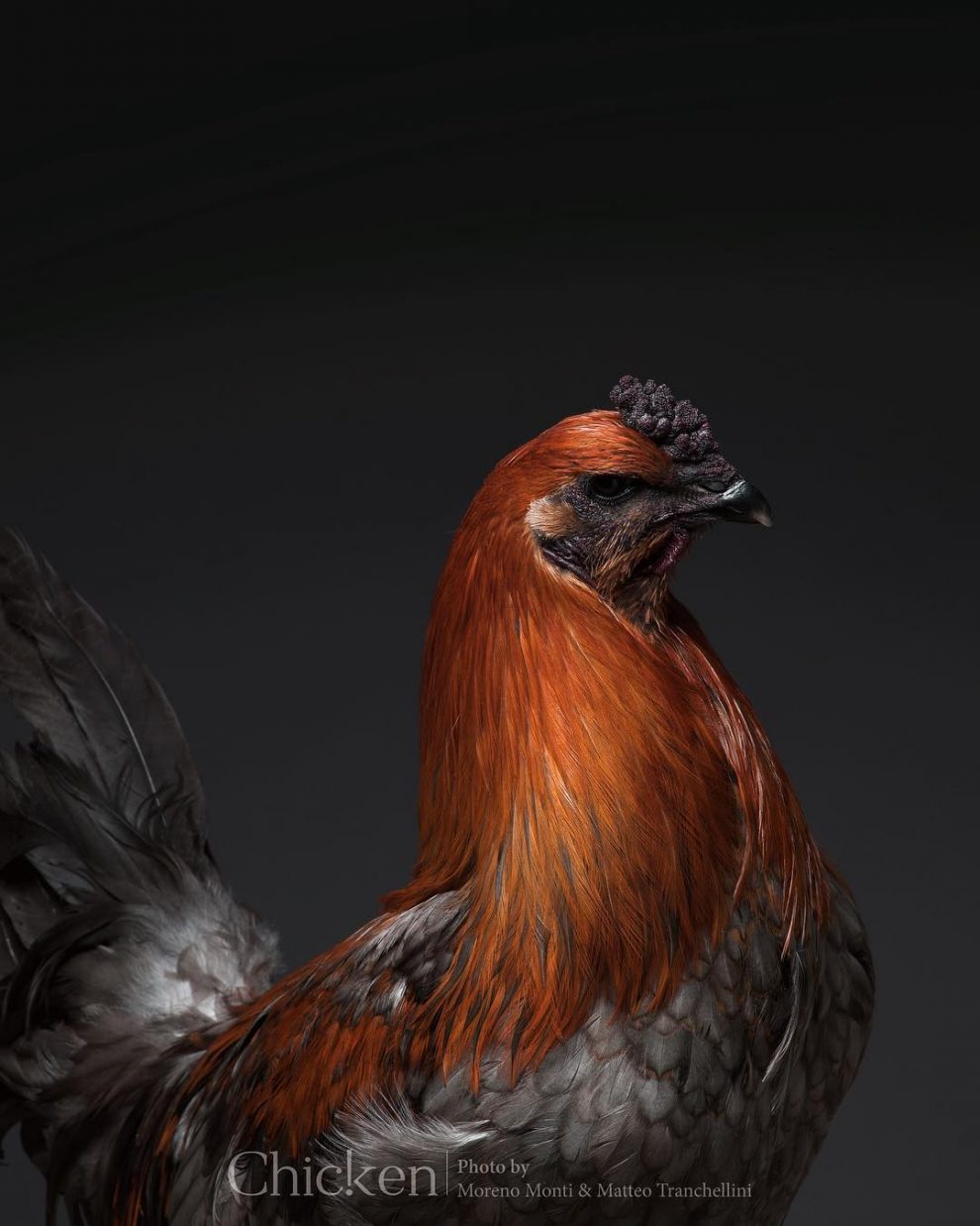 Photographer Documents Chickens, And They All Look Like Supermodels ...