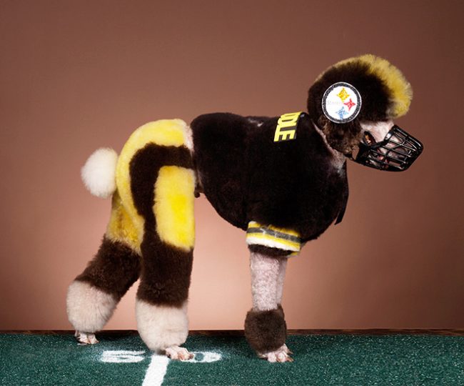 The Weird World of Competitive Dog Grooming » Design You Trust — Design ...