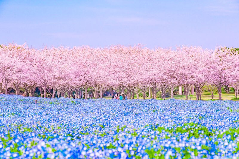 A Beautiful Spring Rhapsody Of Sakura and Nemophila Flowers In Fukuoka ...