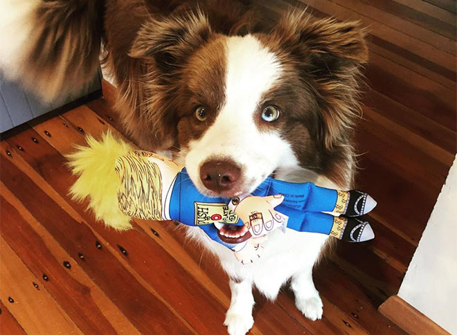 “Make Your Pet’s Chew Toy Great Again”: Trump Dog Chew Toy Is Getting ...