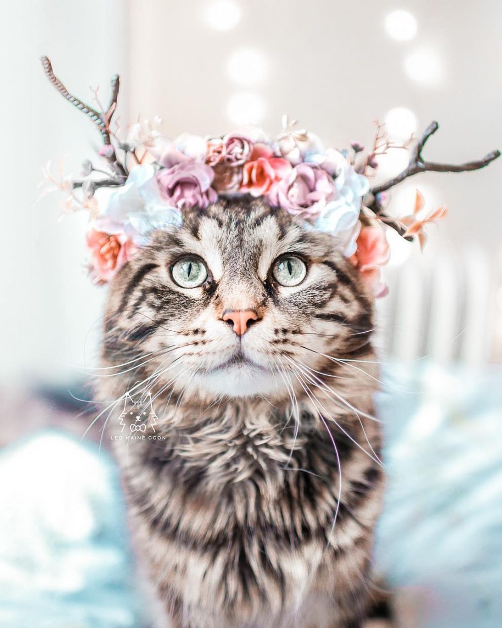 College Professor Is Making Flower Crowns For Animals And They Look ...