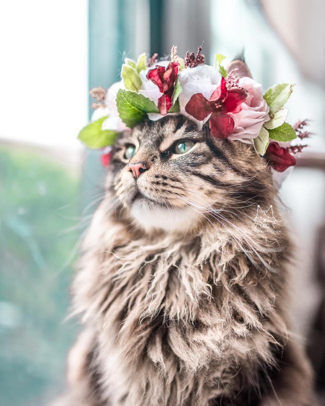 College Professor Is Making Flower Crowns For Animals And They Look ...