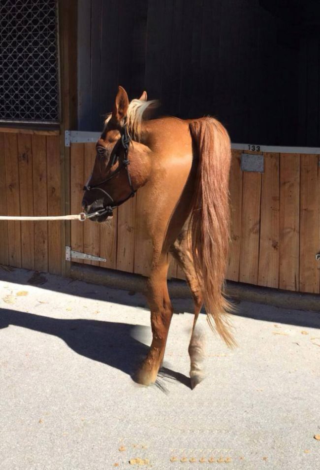 Funniest Animal Fails Caught In Panoramic Pictures » Design You Trust ...