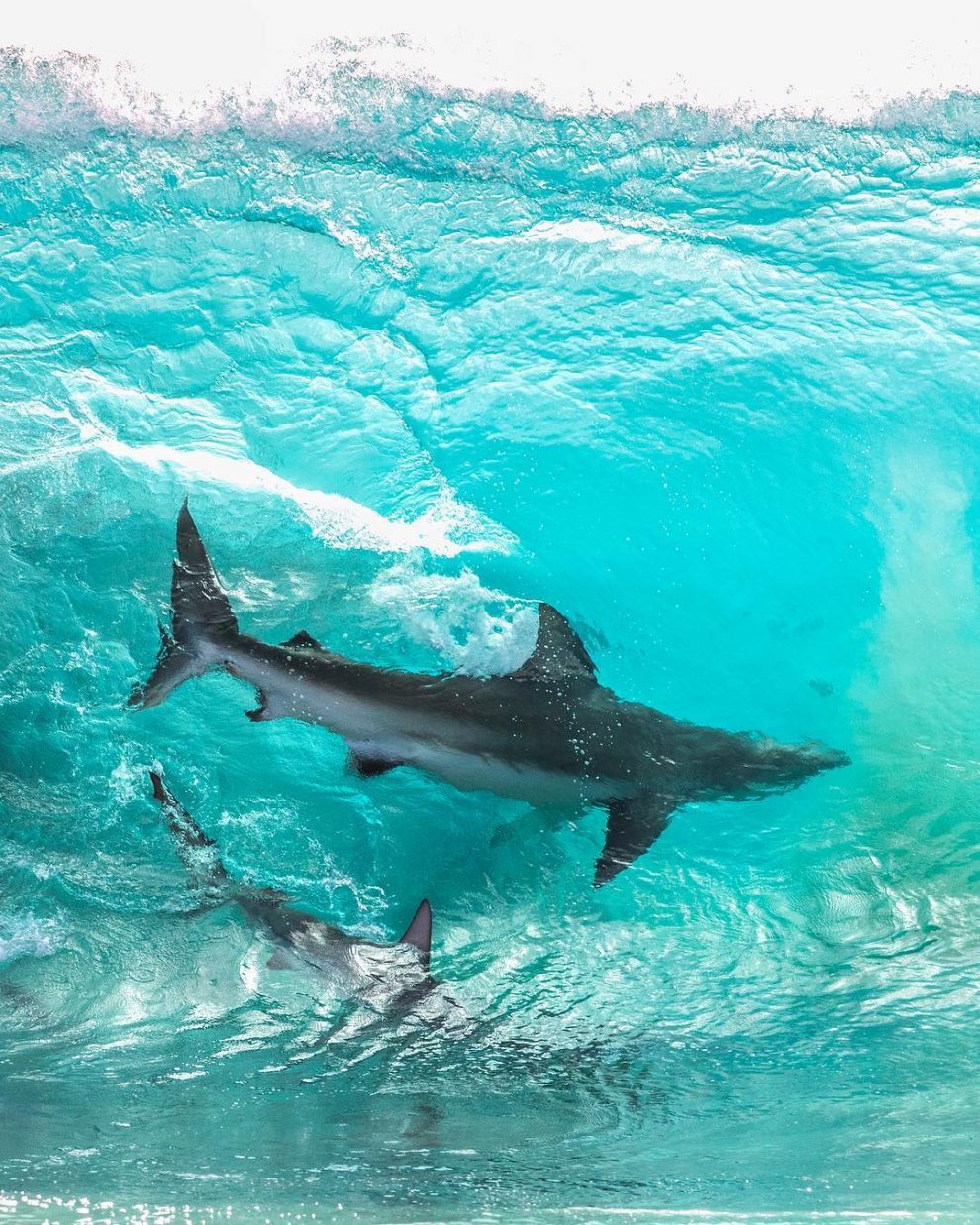 Daredevil Photographer Captures Incredible Pictures Of Sharks In The ...