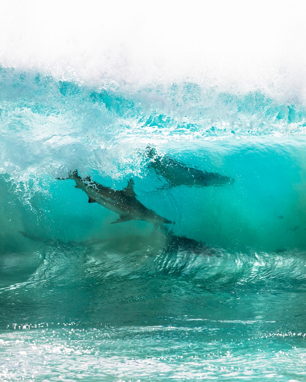 Daredevil Photographer Captures Incredible Pictures Of Sharks In The ...