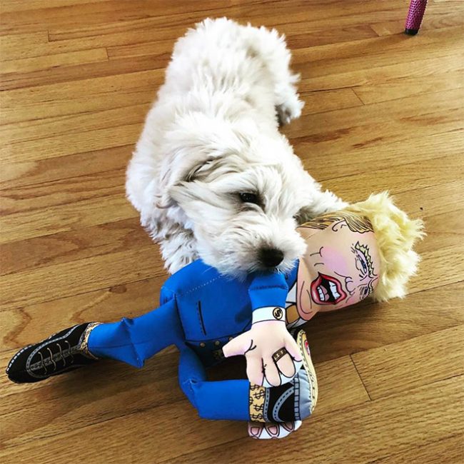 “Make Your Pet’s Chew Toy Great Again”: Trump Dog Chew Toy Is Getting ...