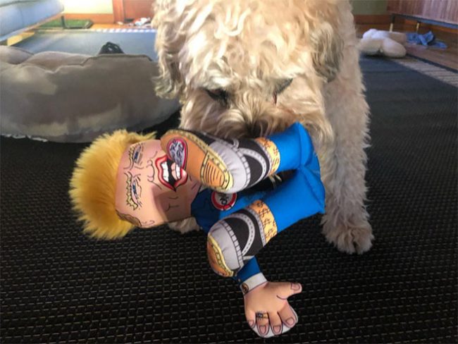 “Make Your Pet’s Chew Toy Great Again”: Trump Dog Chew Toy Is Getting ...