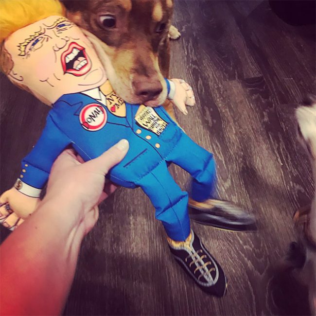 “Make Your Pet’s Chew Toy Great Again”: Trump Dog Chew Toy Is Getting ...