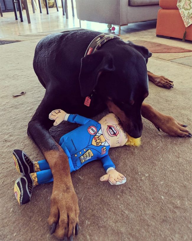 “Make Your Pet’s Chew Toy Great Again”: Trump Dog Chew Toy Is Getting ...