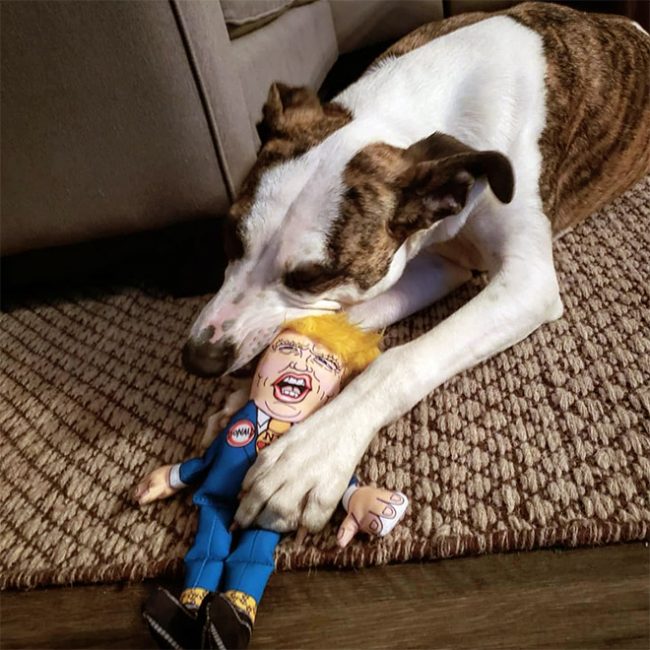 “Make Your Pet’s Chew Toy Great Again”: Trump Dog Chew Toy Is Getting ...