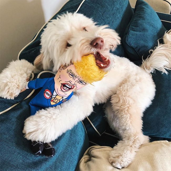 “Make Your Pet’s Chew Toy Great Again”: Trump Dog Chew Toy Is Getting ...