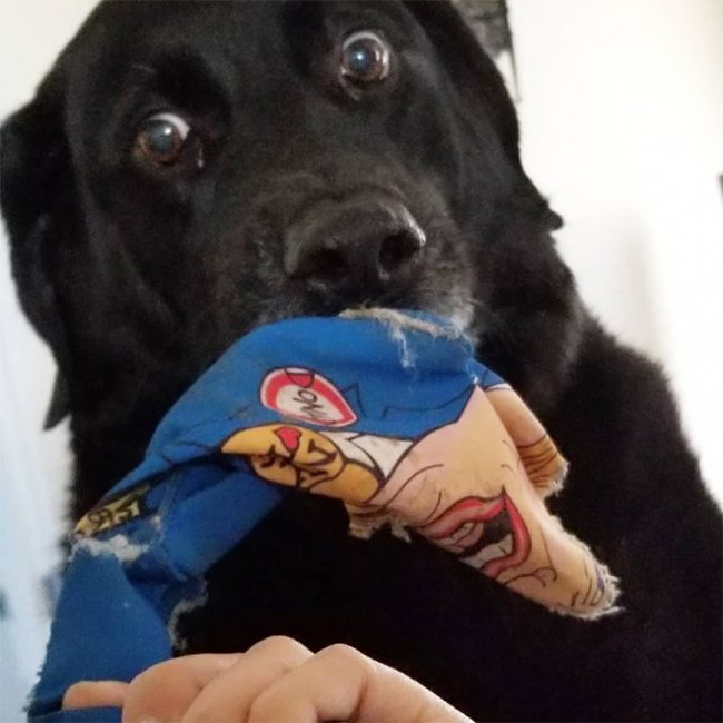 “Make Your Pet’s Chew Toy Great Again”: Trump Dog Chew Toy Is Getting ...