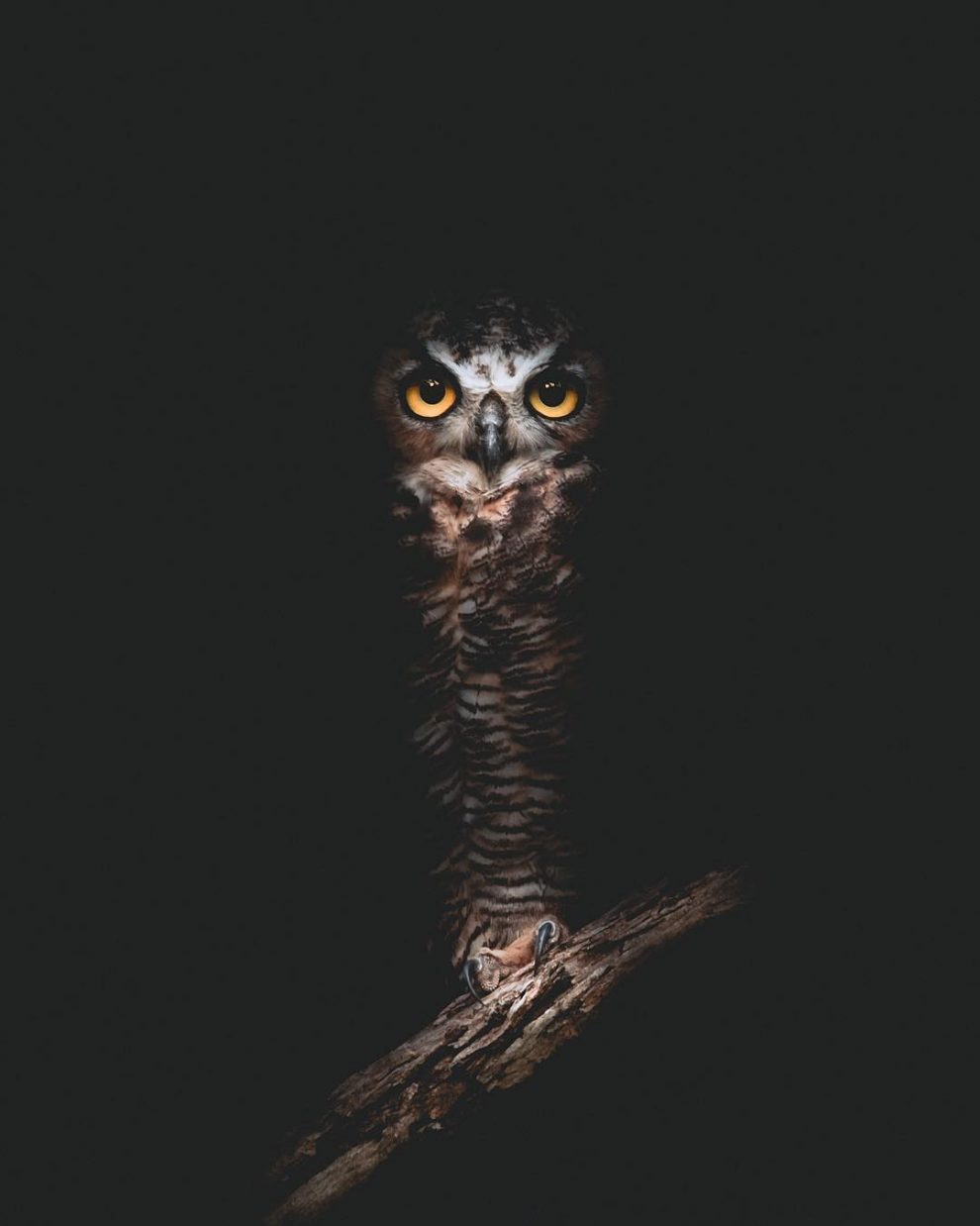 “The Owls Are Not What They Seem”: Magical Pictures Of Owls By Daniel J ...