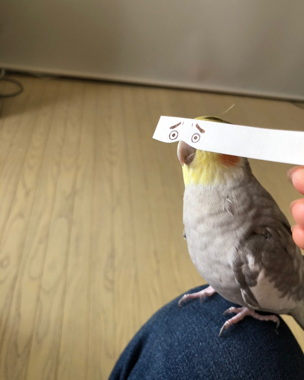 Using a Strip of Paper To Give Birds Funny Eyes Is Ingenious » Design ...