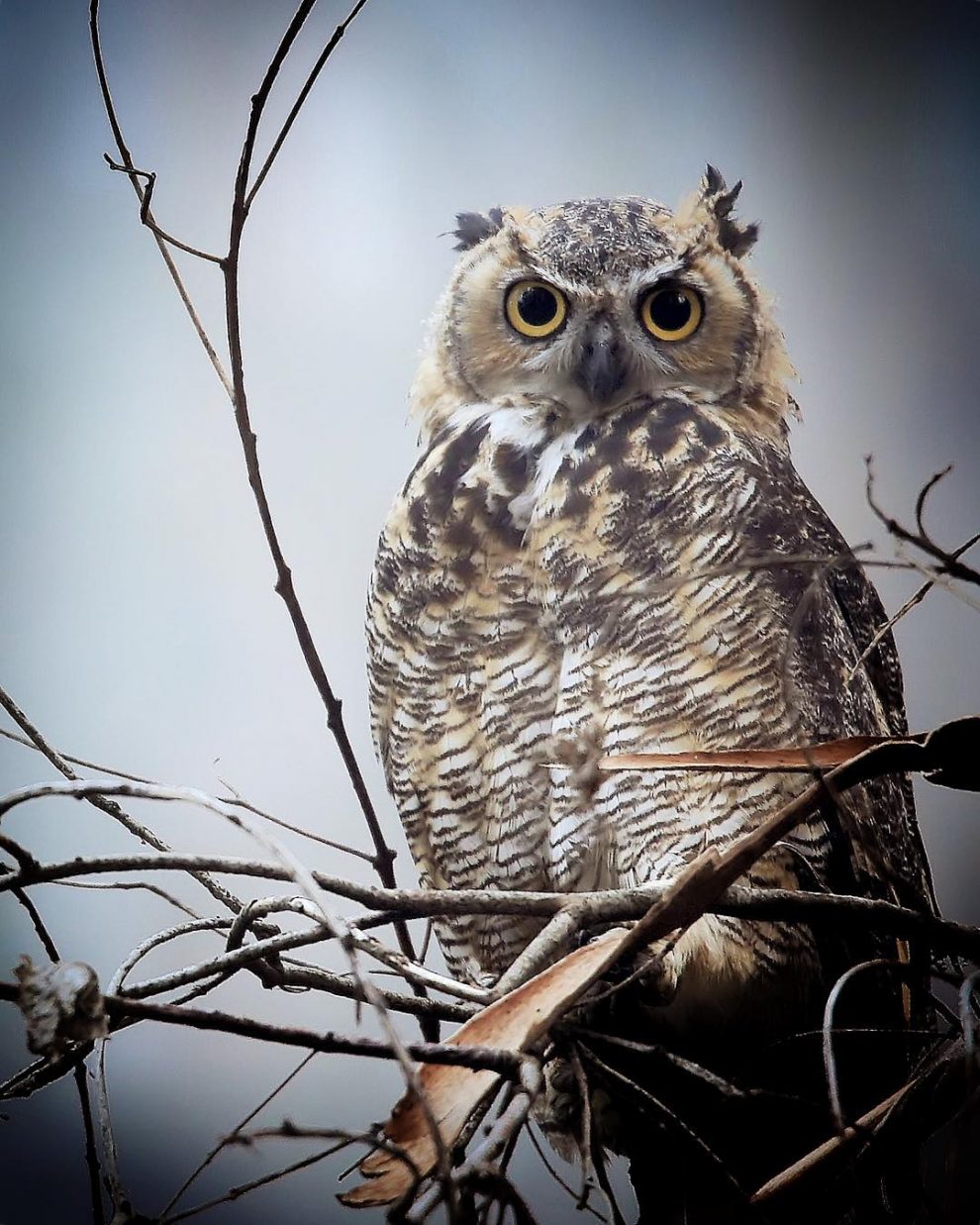 “The Owls Are Not What They Seem”: Magical Pictures Of Owls By Daniel J ...