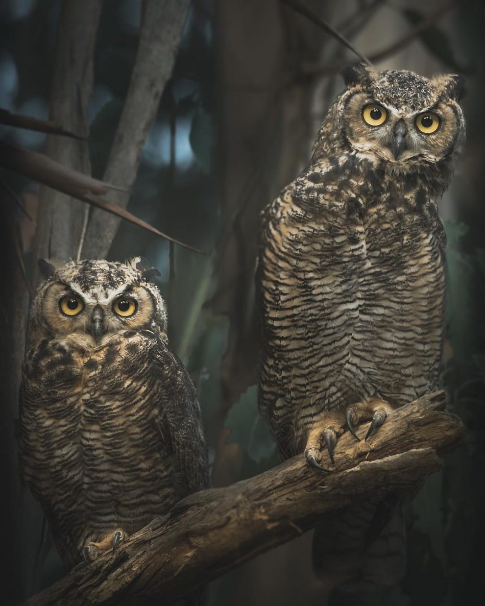 “The Owls Are Not What They Seem”: Magical Pictures Of Owls By Daniel J ...