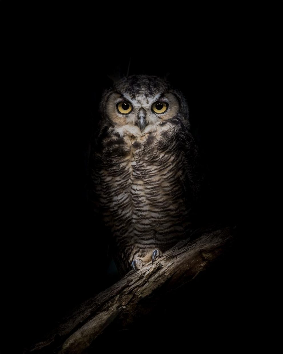 “The Owls Are Not What They Seem”: Magical Pictures Of Owls By Daniel J ...