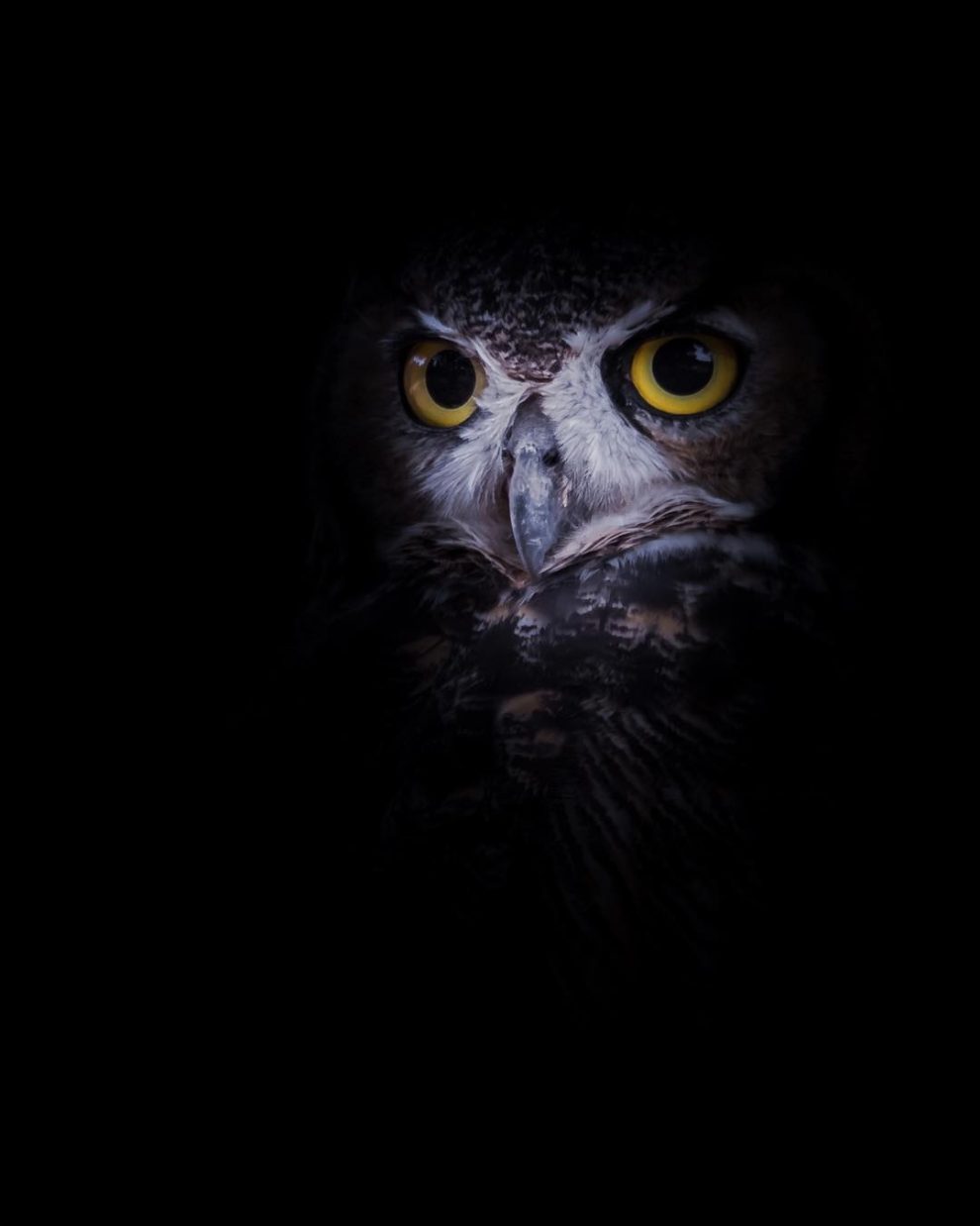 “The Owls Are Not What They Seem”: Magical Pictures Of Owls By Daniel J ...
