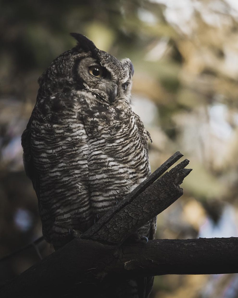 “The Owls Are Not What They Seem”: Magical Pictures Of Owls By Daniel J ...