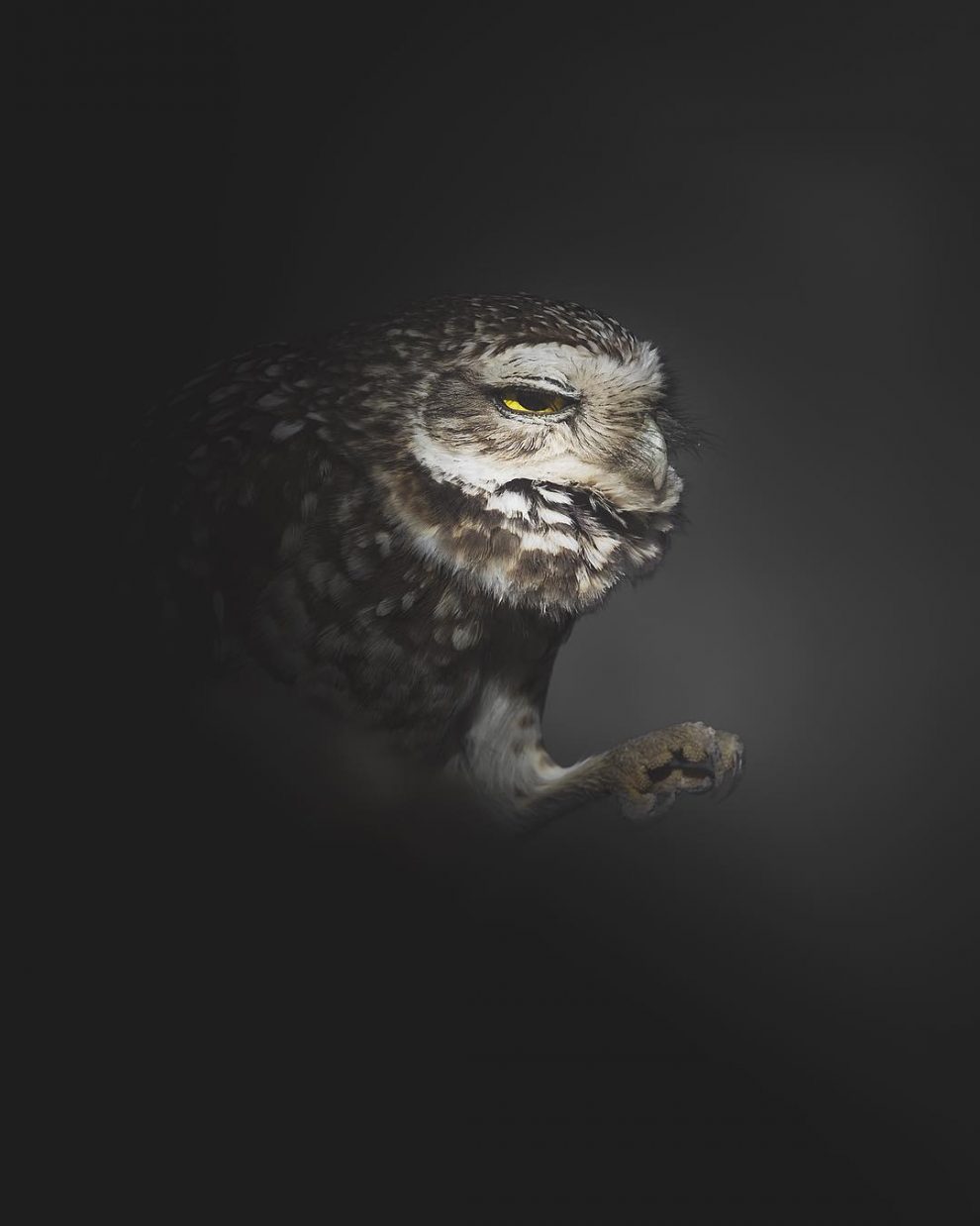 “The Owls Are Not What They Seem”: Magical Pictures Of Owls By Daniel J ...