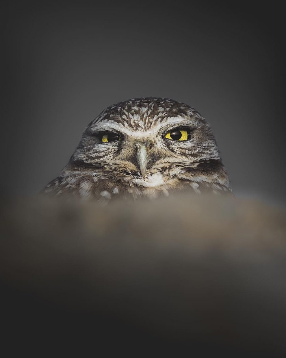 “The Owls Are Not What They Seem”: Magical Pictures Of Owls By Daniel J ...