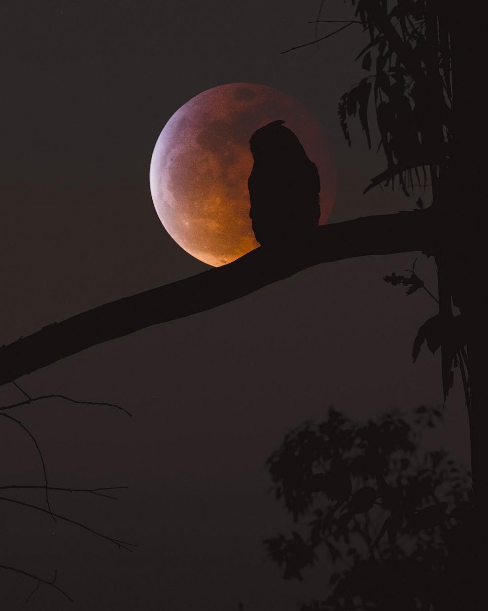 “The Owls Are Not What They Seem”: Magical Pictures Of Owls By Daniel J ...