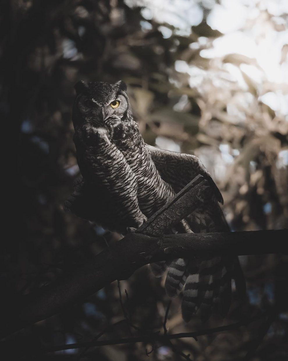 “The Owls Are Not What They Seem”: Magical Pictures Of Owls By Daniel J ...