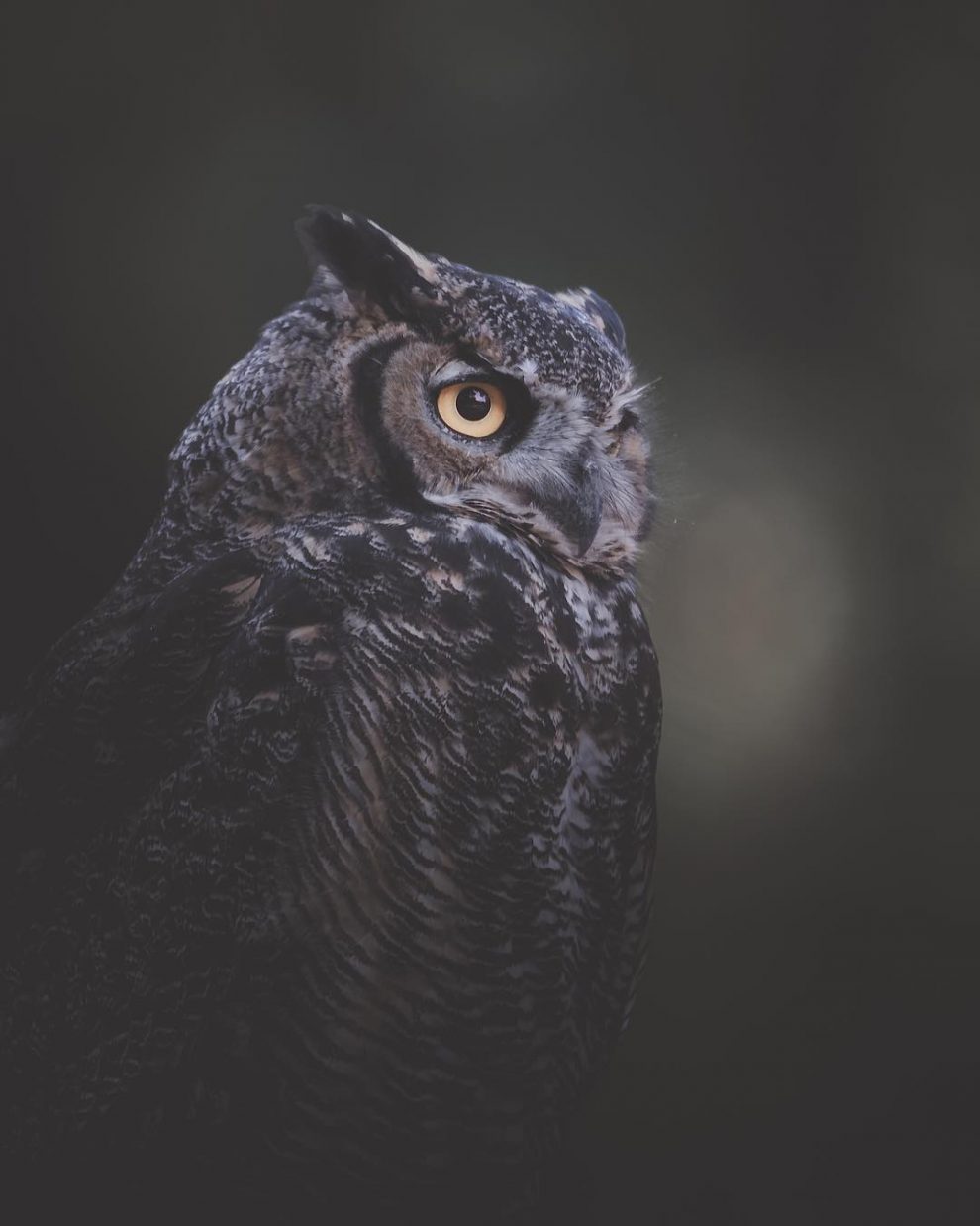 “The Owls Are Not What They Seem”: Magical Pictures Of Owls By Daniel J ...