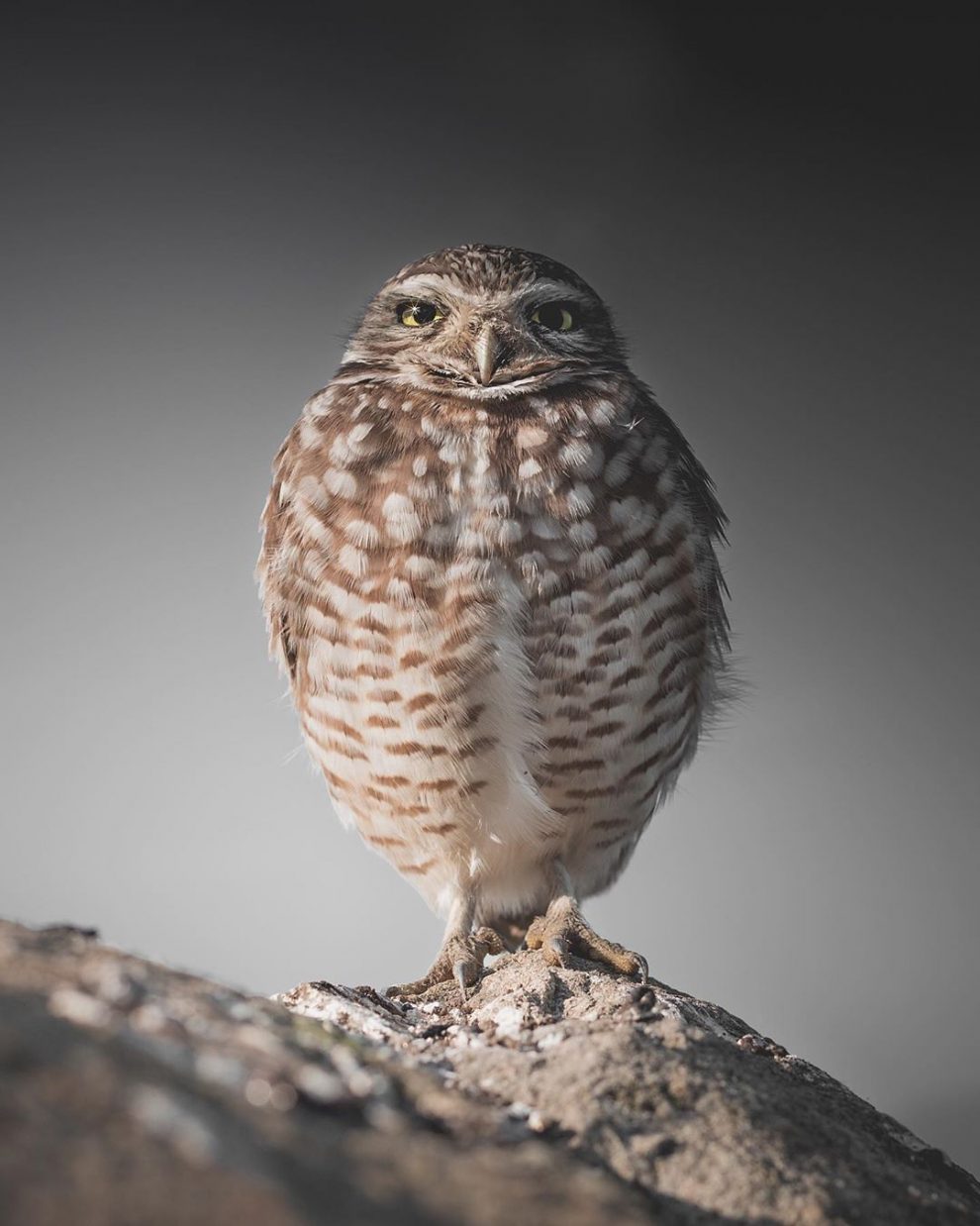 “The Owls Are Not What They Seem”: Magical Pictures Of Owls By Daniel J ...