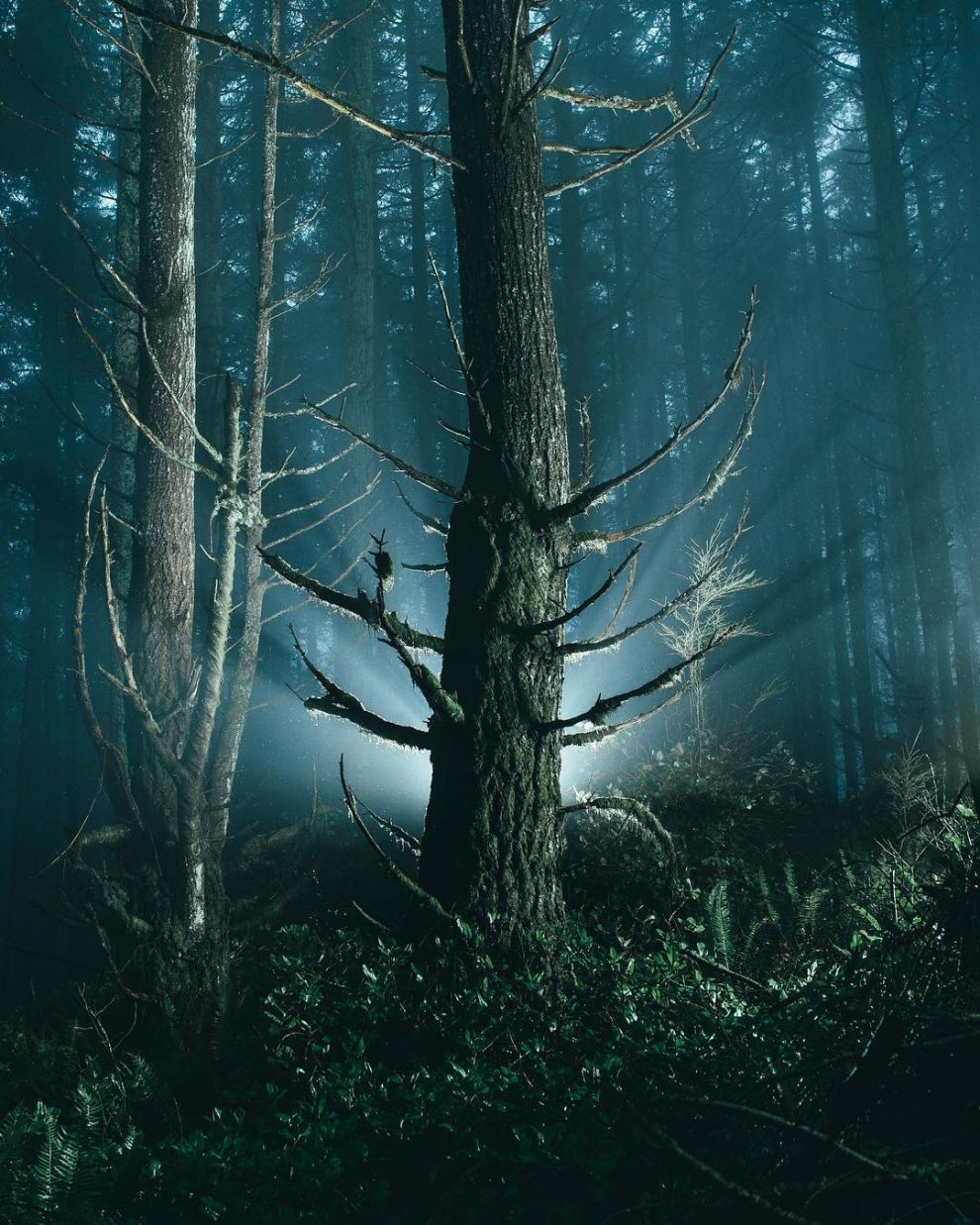 Breathtaking Moody And Mysterious Forest Photography By Dylan Furst ...