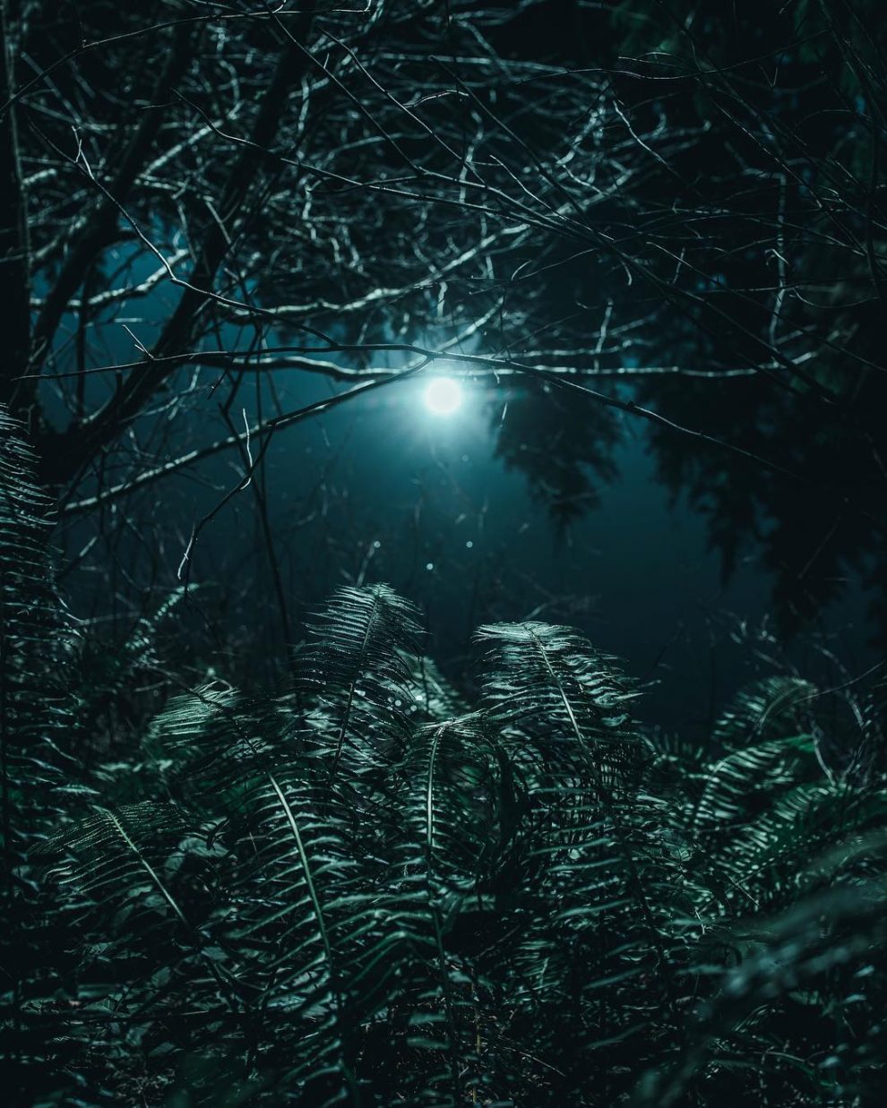Breathtaking Moody And Mysterious Forest Photography By Dylan Furst ...