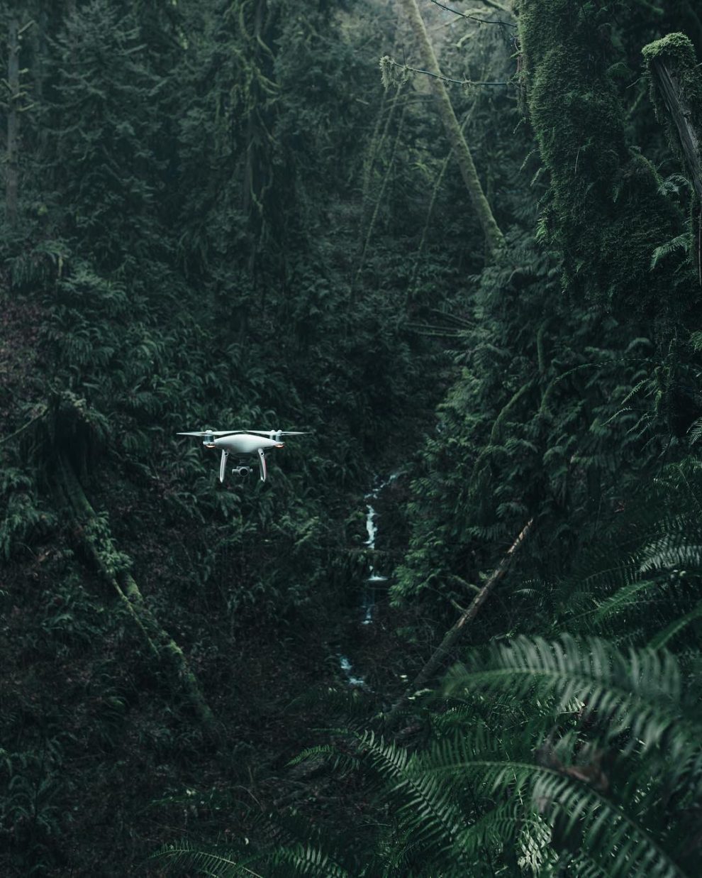 Breathtaking Moody And Mysterious Forest Photography By Dylan Furst ...